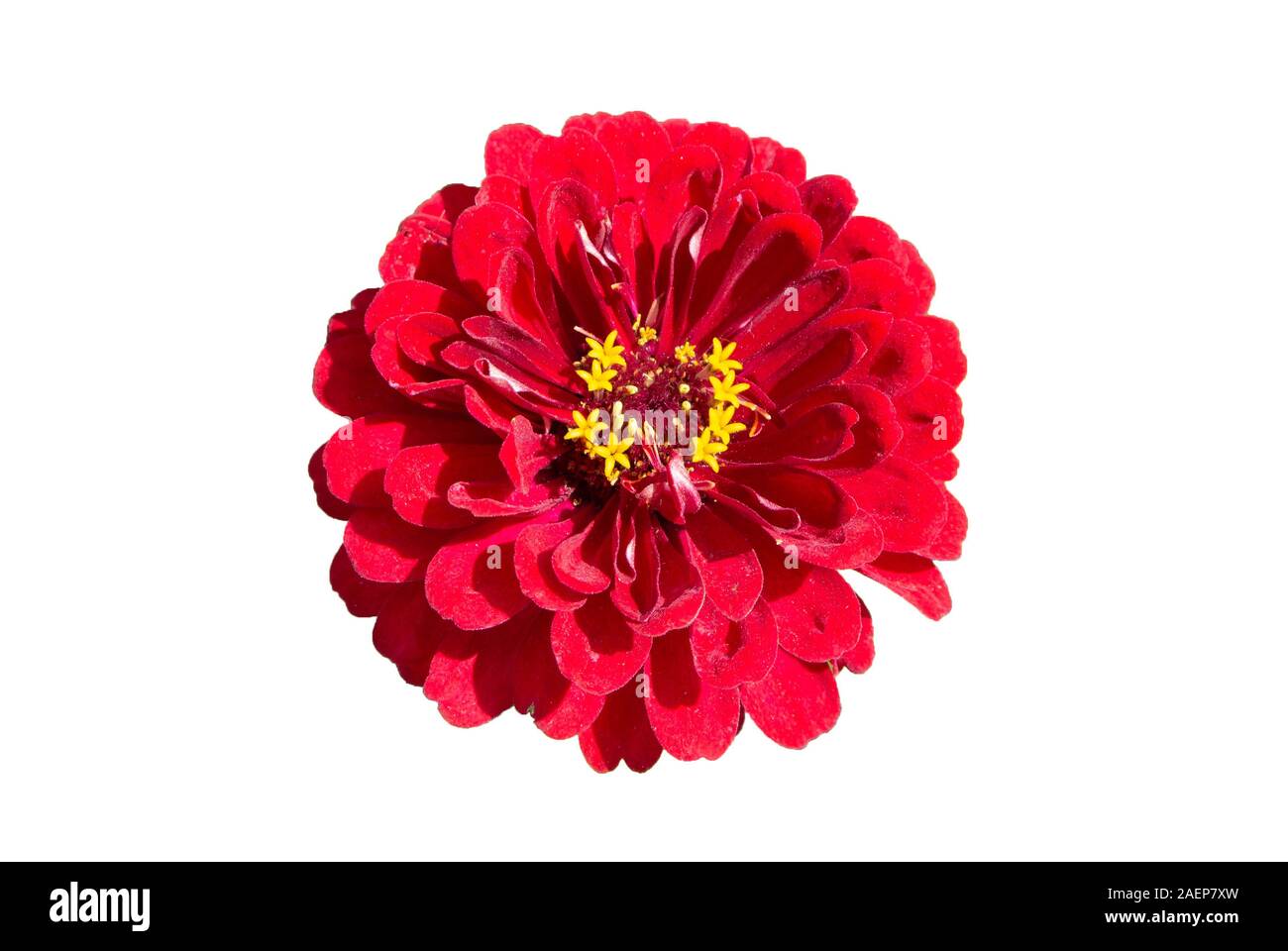 Red Calendula officinalis flower with white background Stock Photo - Alamy