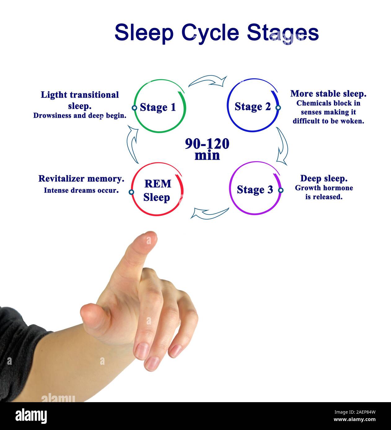 woman presenting Sleep Cycle Stages Stock Photo - Alamy