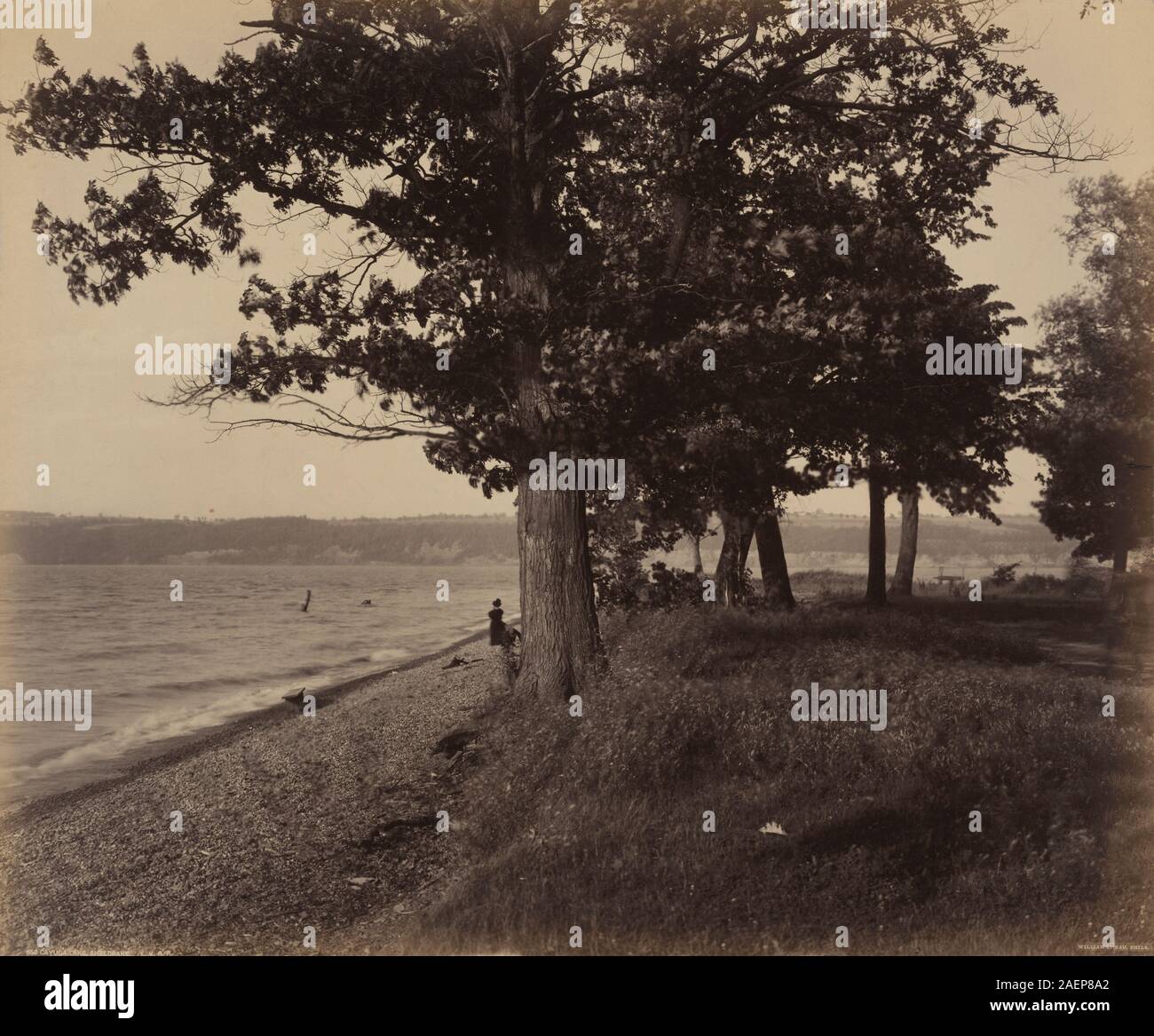 William H Rau, Cayuga Lake, Sheldrake, c 1895, Cayuga Lake, Sheldrake ...