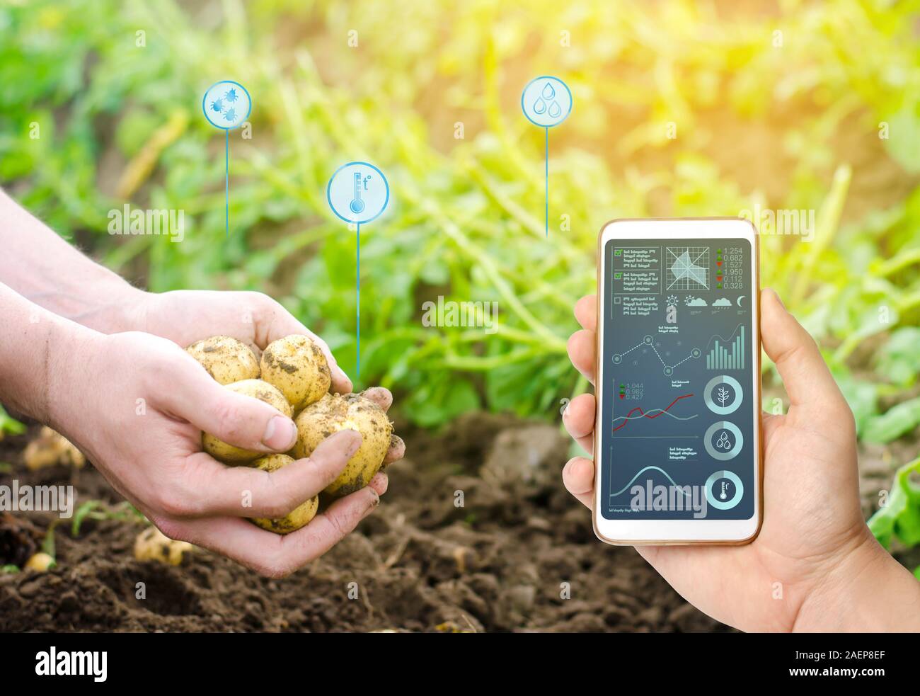 Smartphone in the hands of a farmer. Smart agriculture. Automation and ...