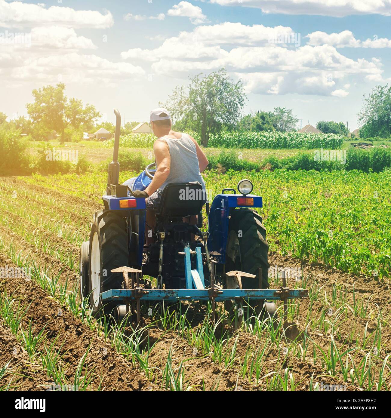 A farmer on a tractor plows a field. Vegetable rows of leeks. Plowing ...