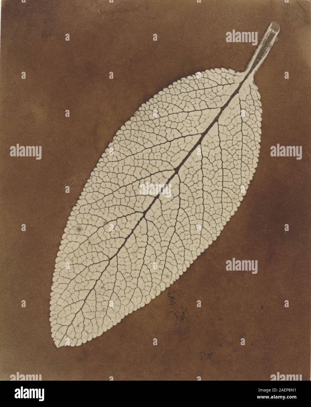 Henry leaf hi-res stock photography and images - Alamy