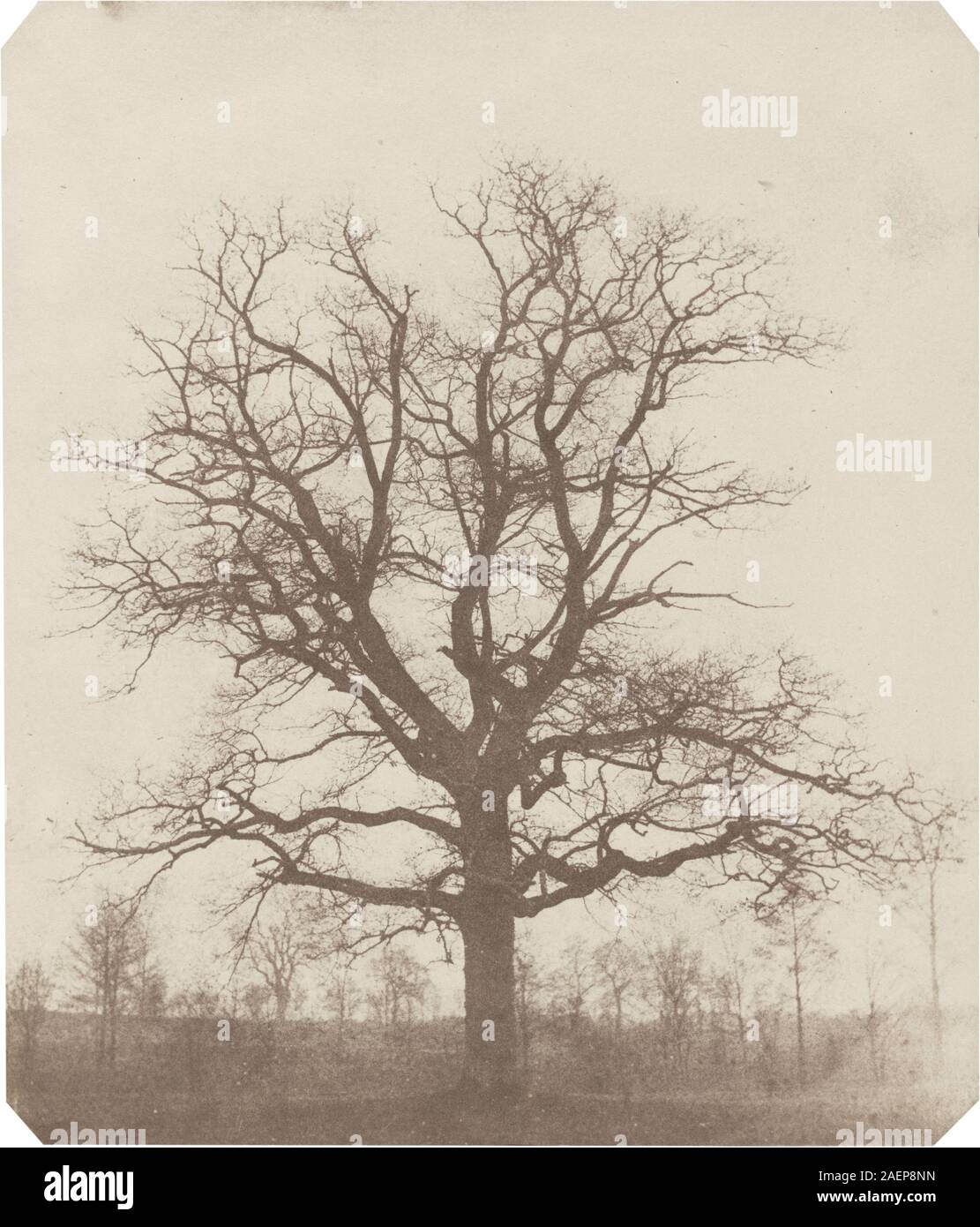 William Henry Fox Talbot, Oak Tree, mid-1840s, Oak Tree; mid-1840s ...