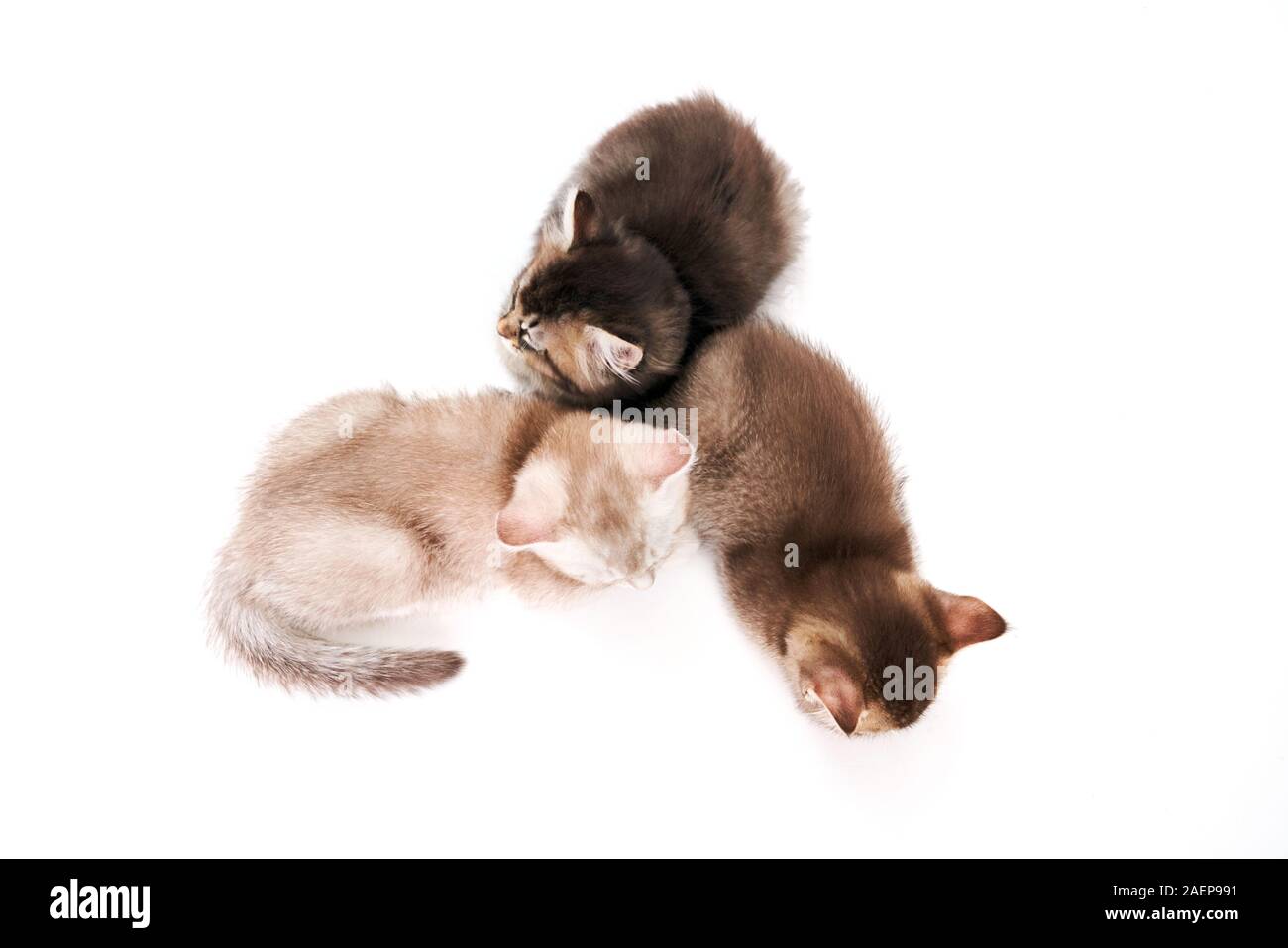 From above view of three brown grey and white kittens sitting one by ...