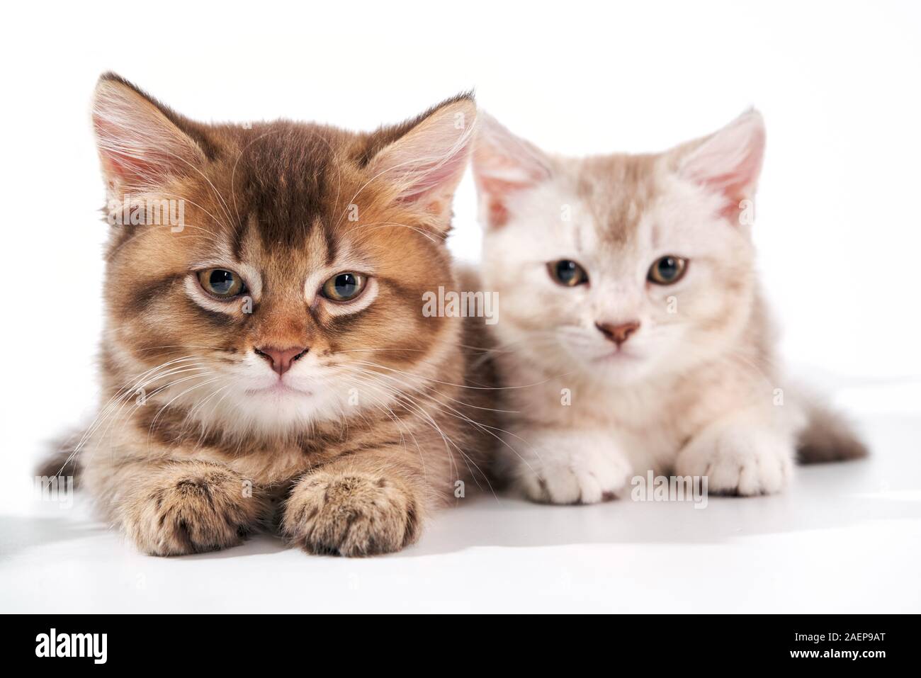 Front view of two brown and white shorthair kittens. Isolated close up ...