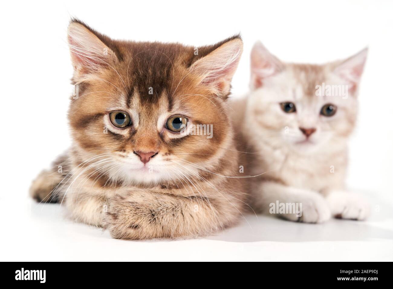 Front view of brown shorthair kitten in foreground and white in back ...