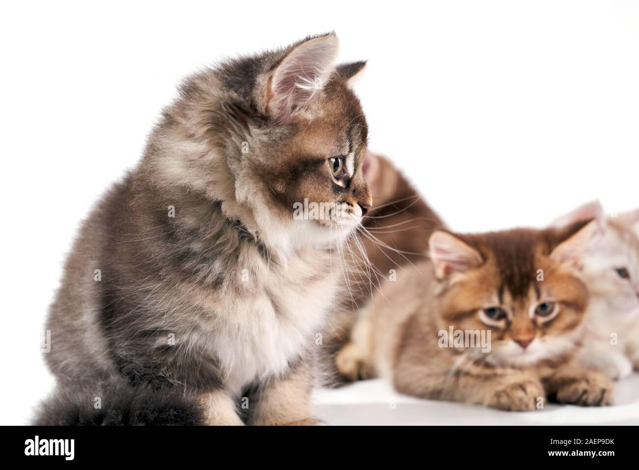 Front view of shorthair kittens in foreground and three lying back ...