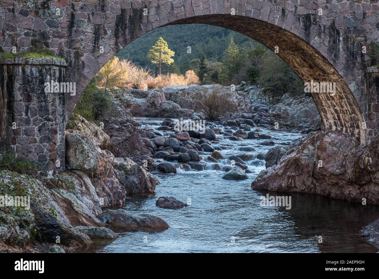 A lone pine seen through the arch of a stone bridge over the Fango ...
