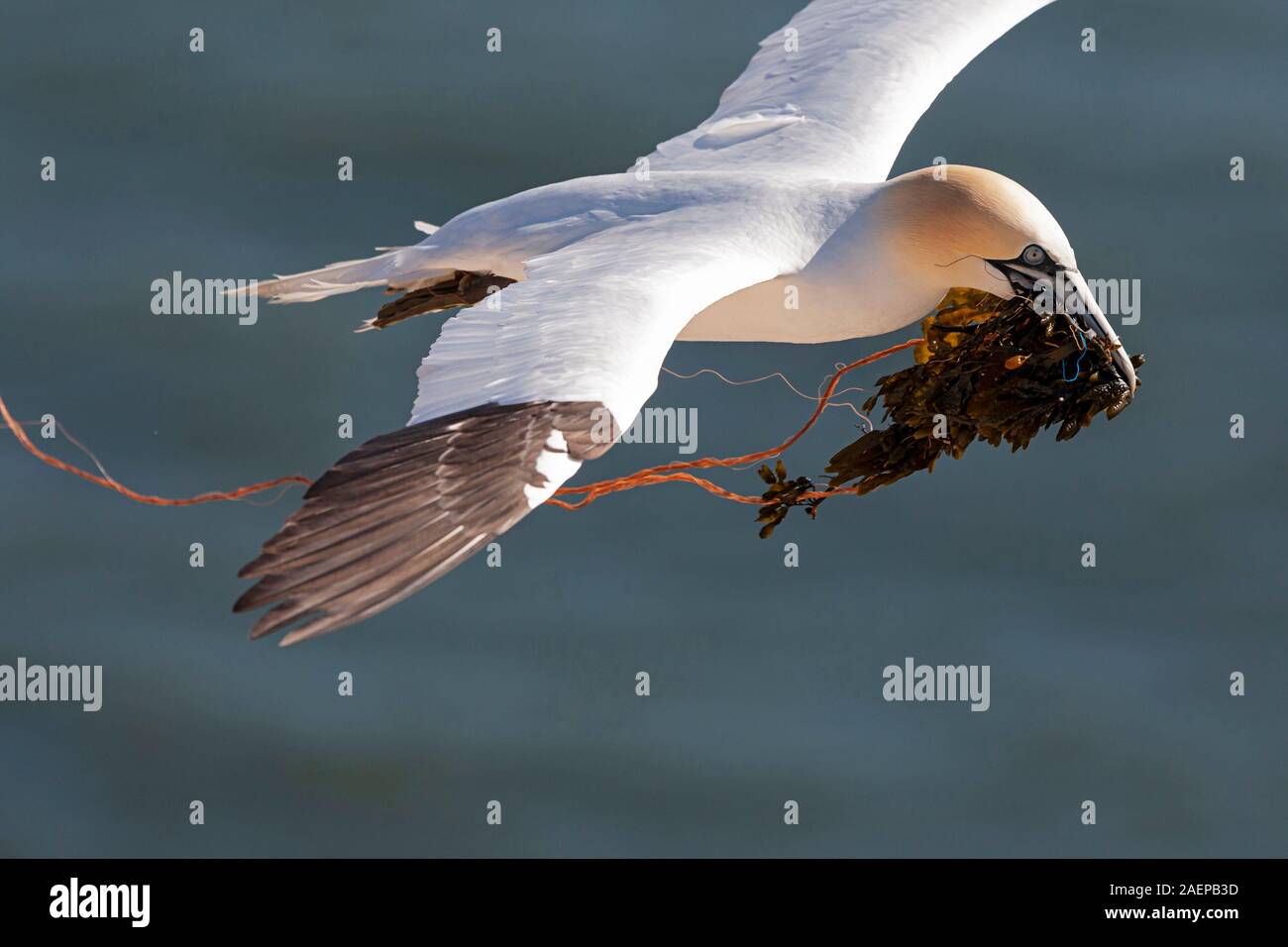 Northern Gannet carrying parts of fishing net Stock Photo - Alamy