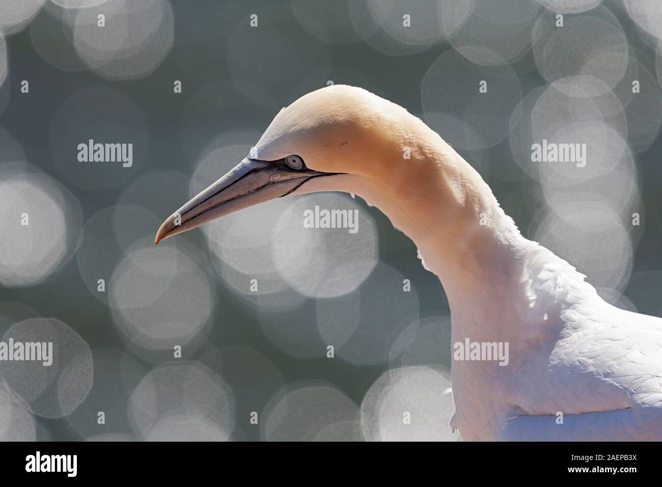 Aves gannet hi-res stock photography and images - Alamy
