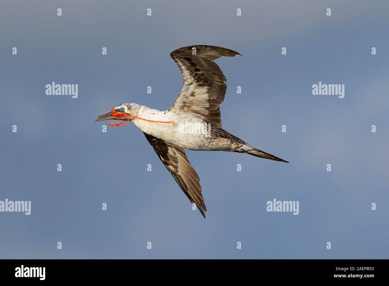 Northern Gannet carrying parts of fishing net Stock Photo - Alamy