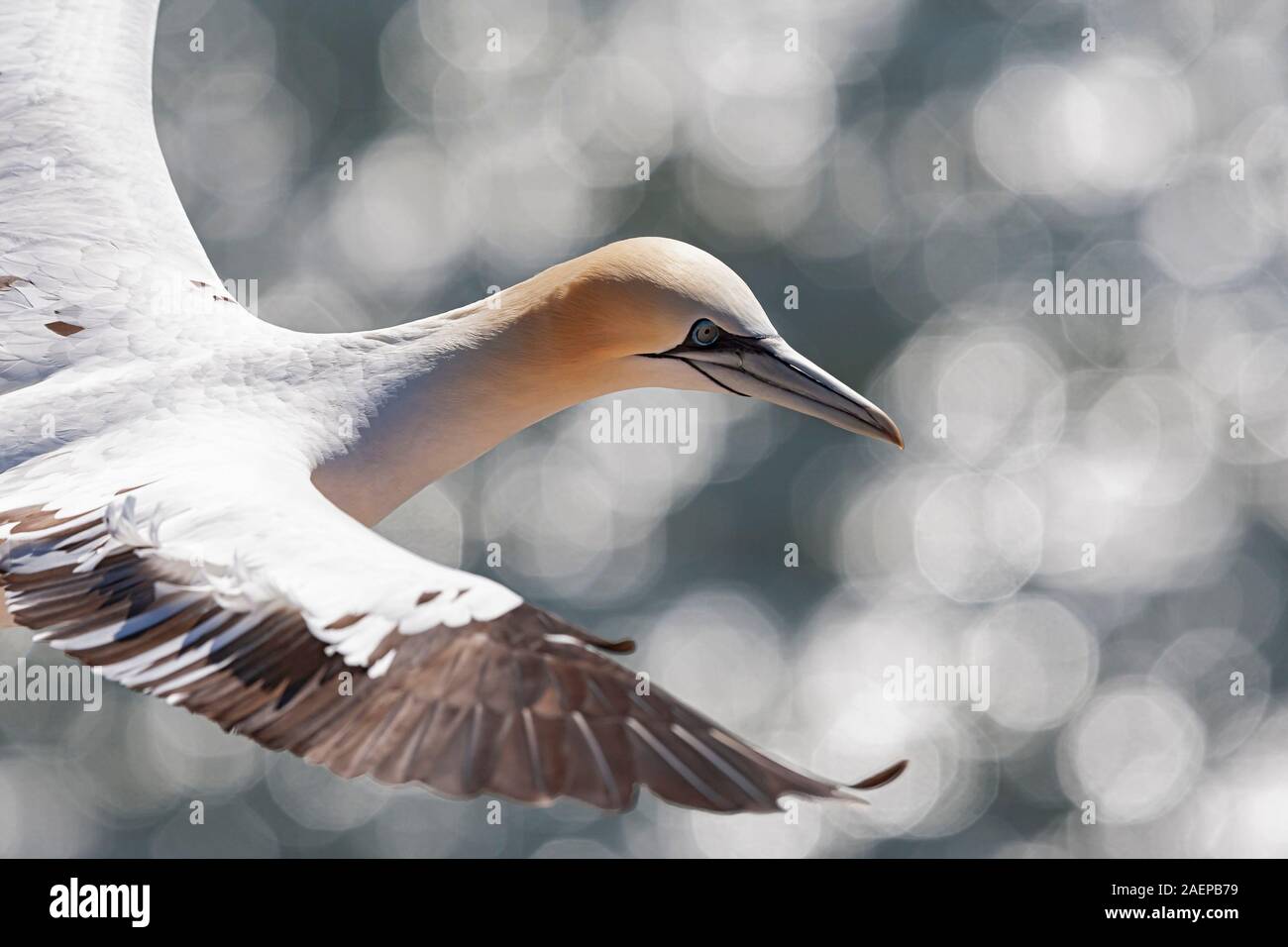 Aves gannet hi-res stock photography and images - Alamy