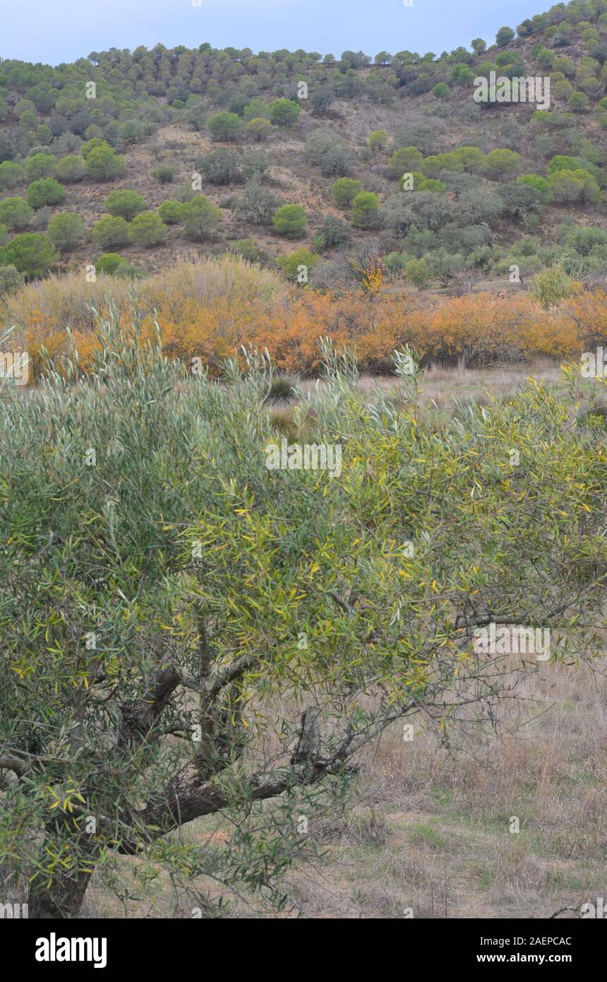 Small-scale olive tree orchards and Mediterranean woodland habitats in ...