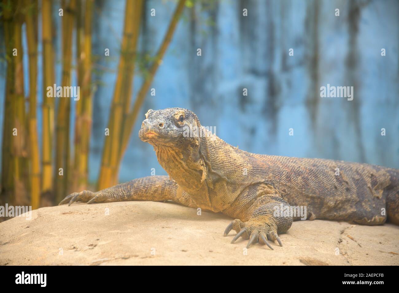 Lizard resting on rock hi-res stock photography and images - Alamy