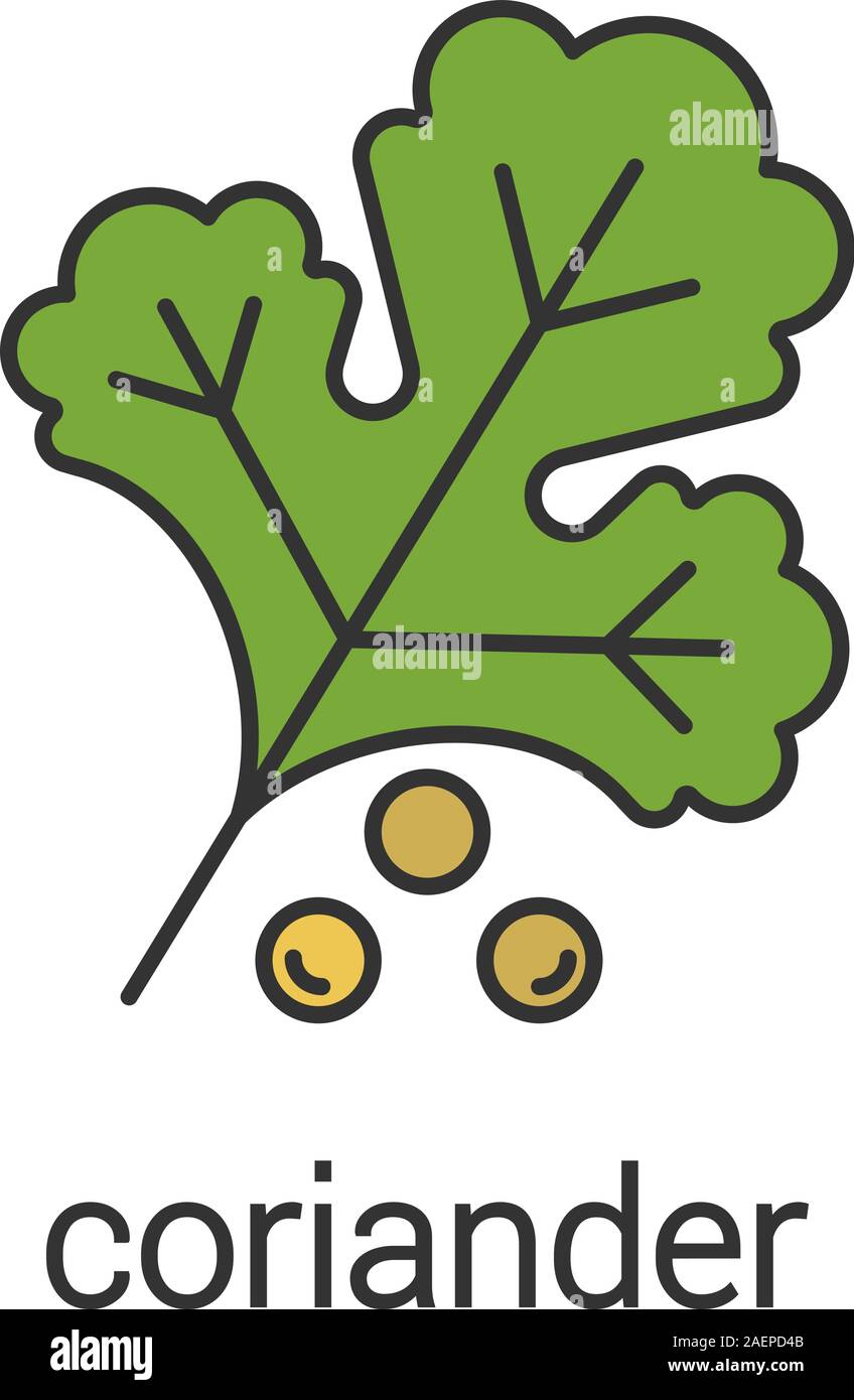 Coriander color icon. Flavoring, seasoning. Isolated vector ...