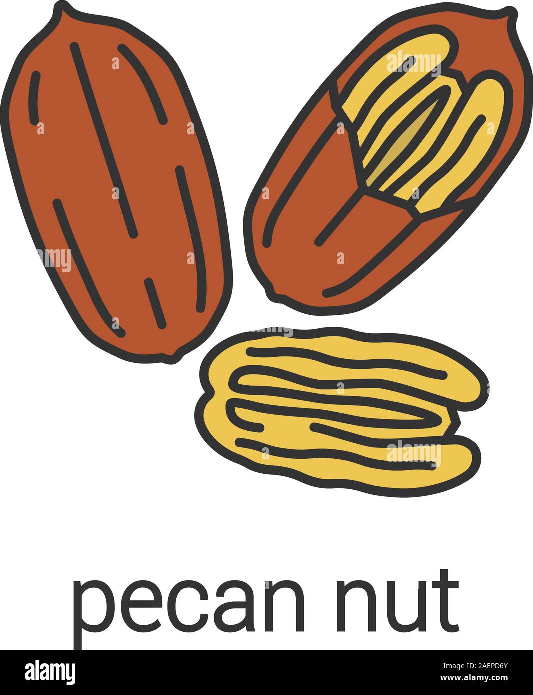 Pecan nut color icon. Isolated vector illustration Stock Vector Image ...