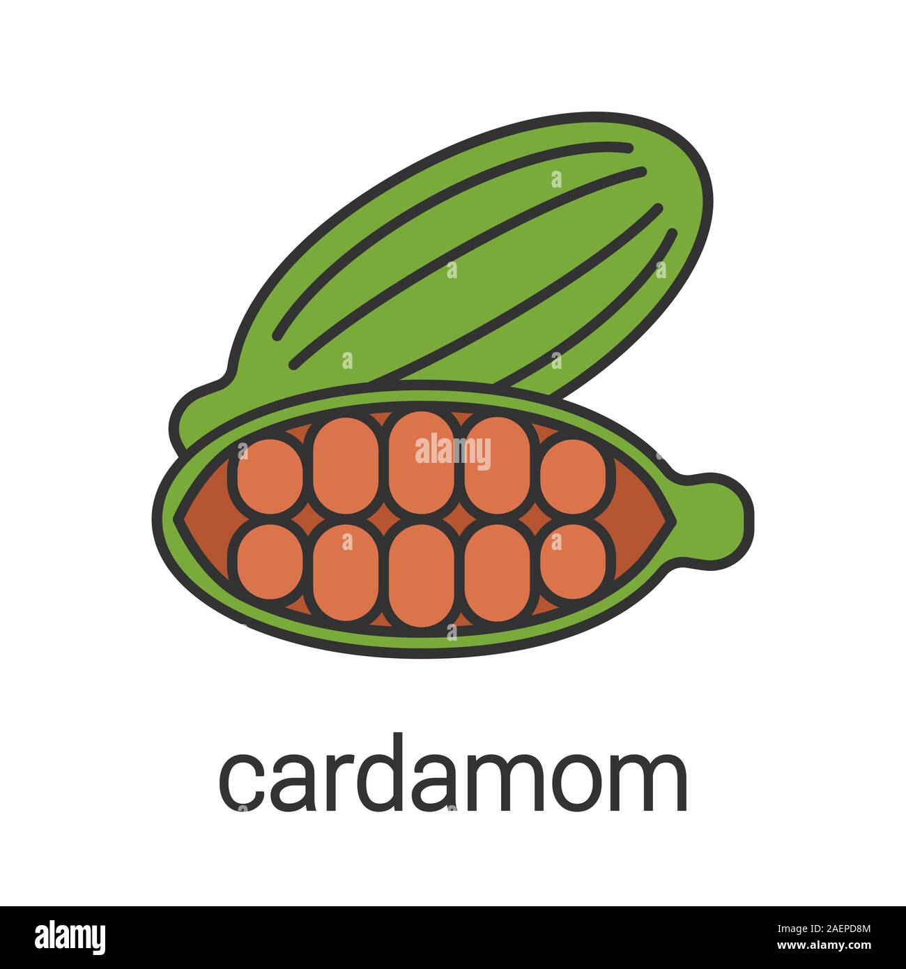 Cardamom color icon. Isolated vector illustration Stock Vector Image ...