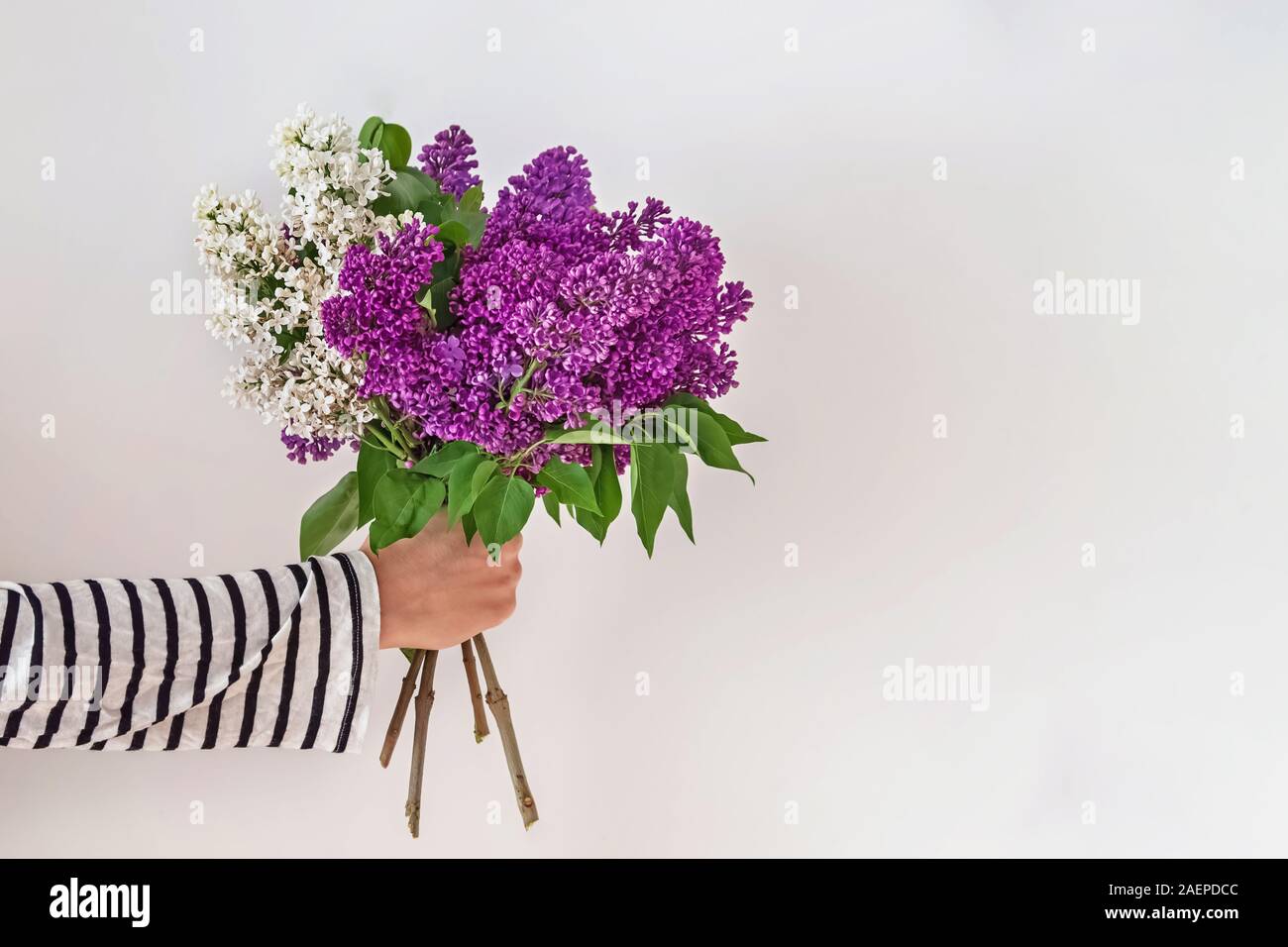 Hand holding lilac hi-res stock photography and images - Alamy