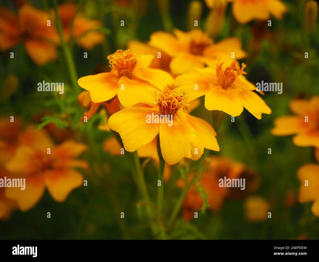 Yellow Cosmos flowers, Cosmos sulphureus, in a summer garden with soft ...