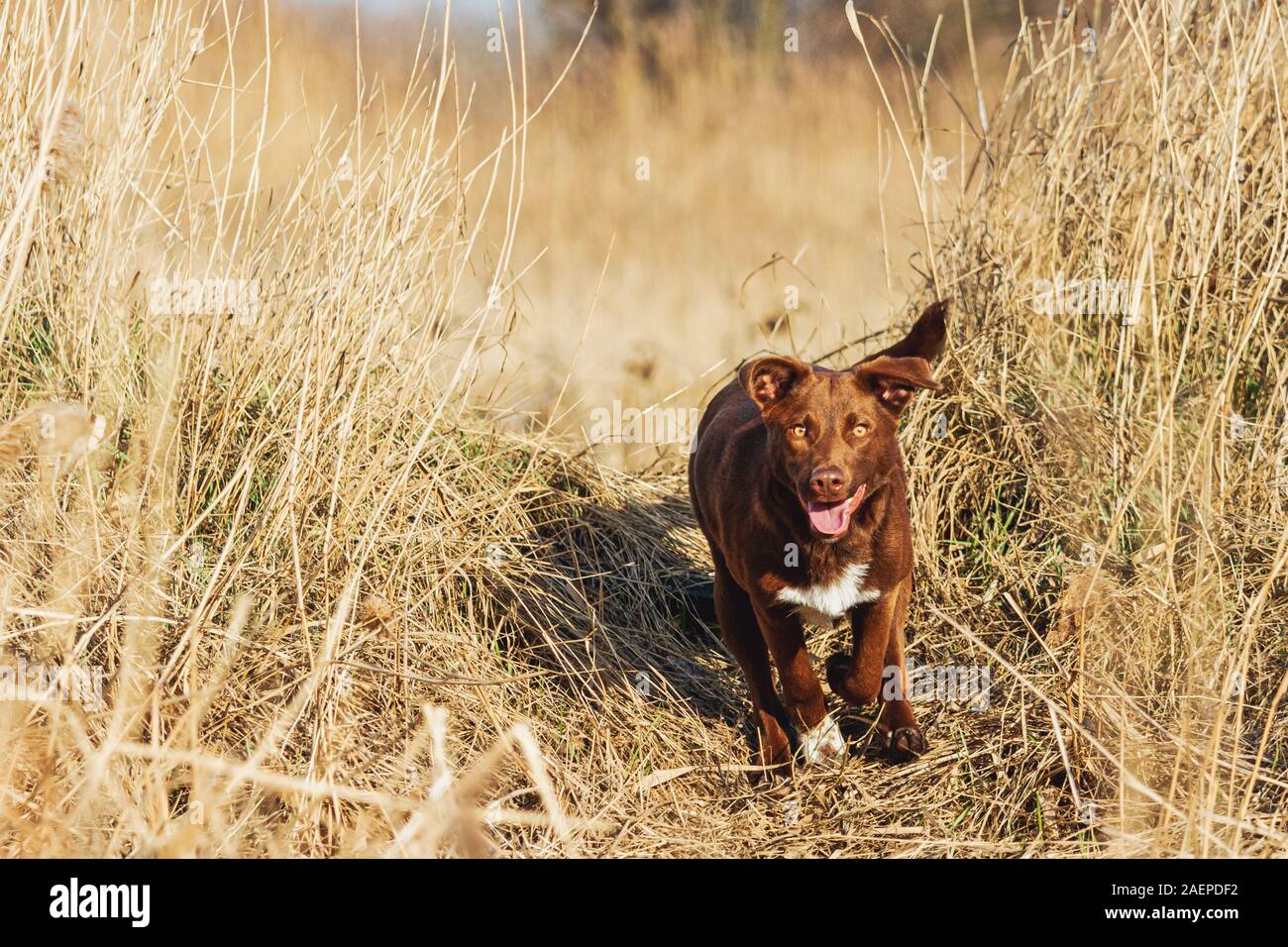 Dog runs across hi-res stock photography and images - Alamy