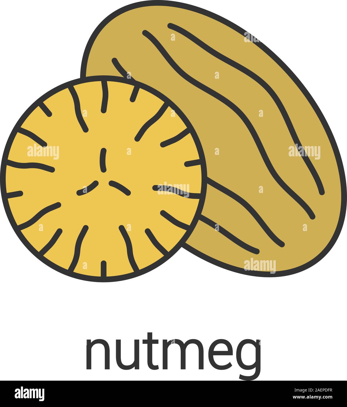 Nutmeg color icon. Isolated vector illustration Stock Vector Image ...