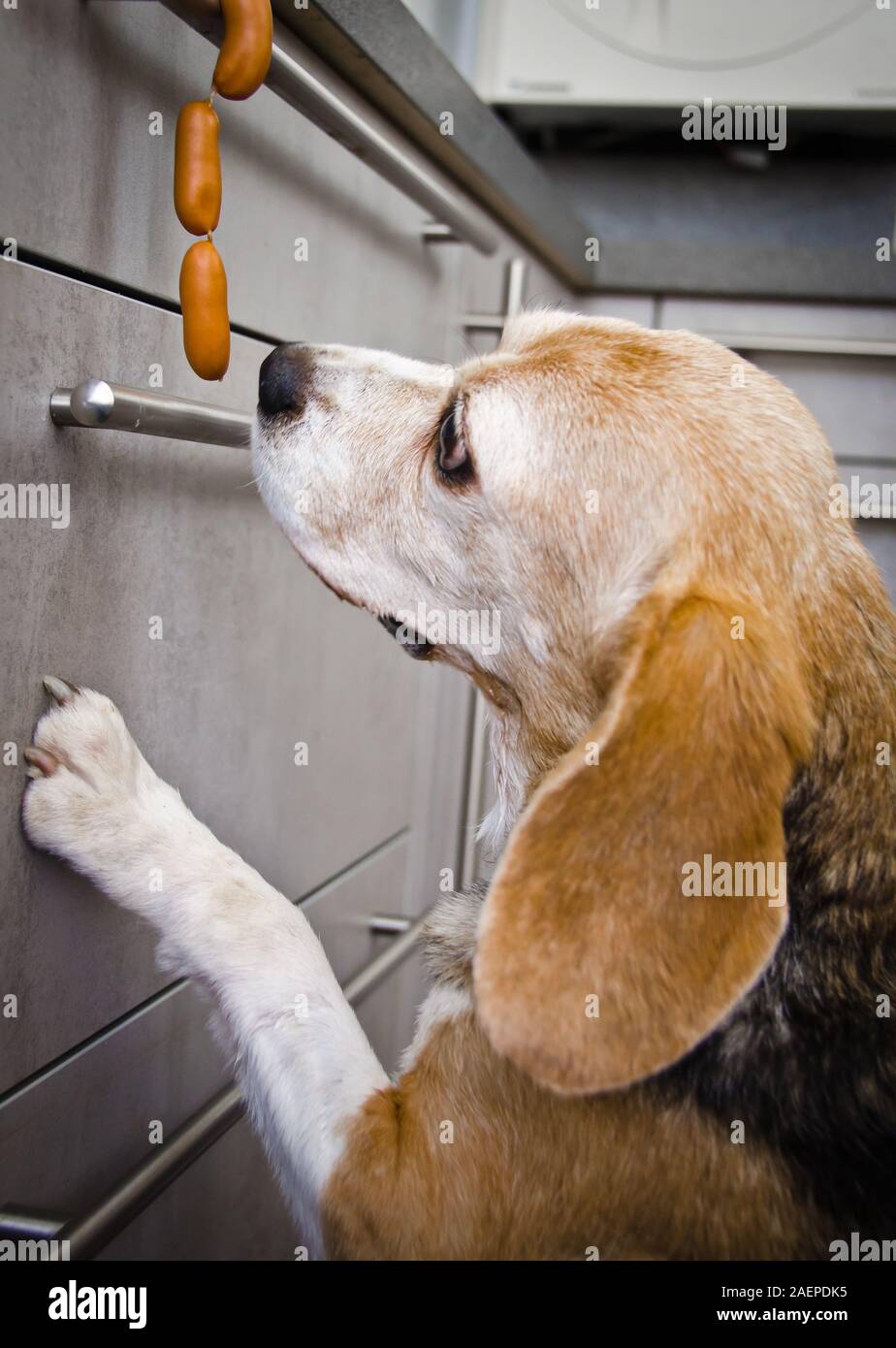 Dog Stealing Food Stock Photos & Dog Stealing Food Stock Images - Alamy