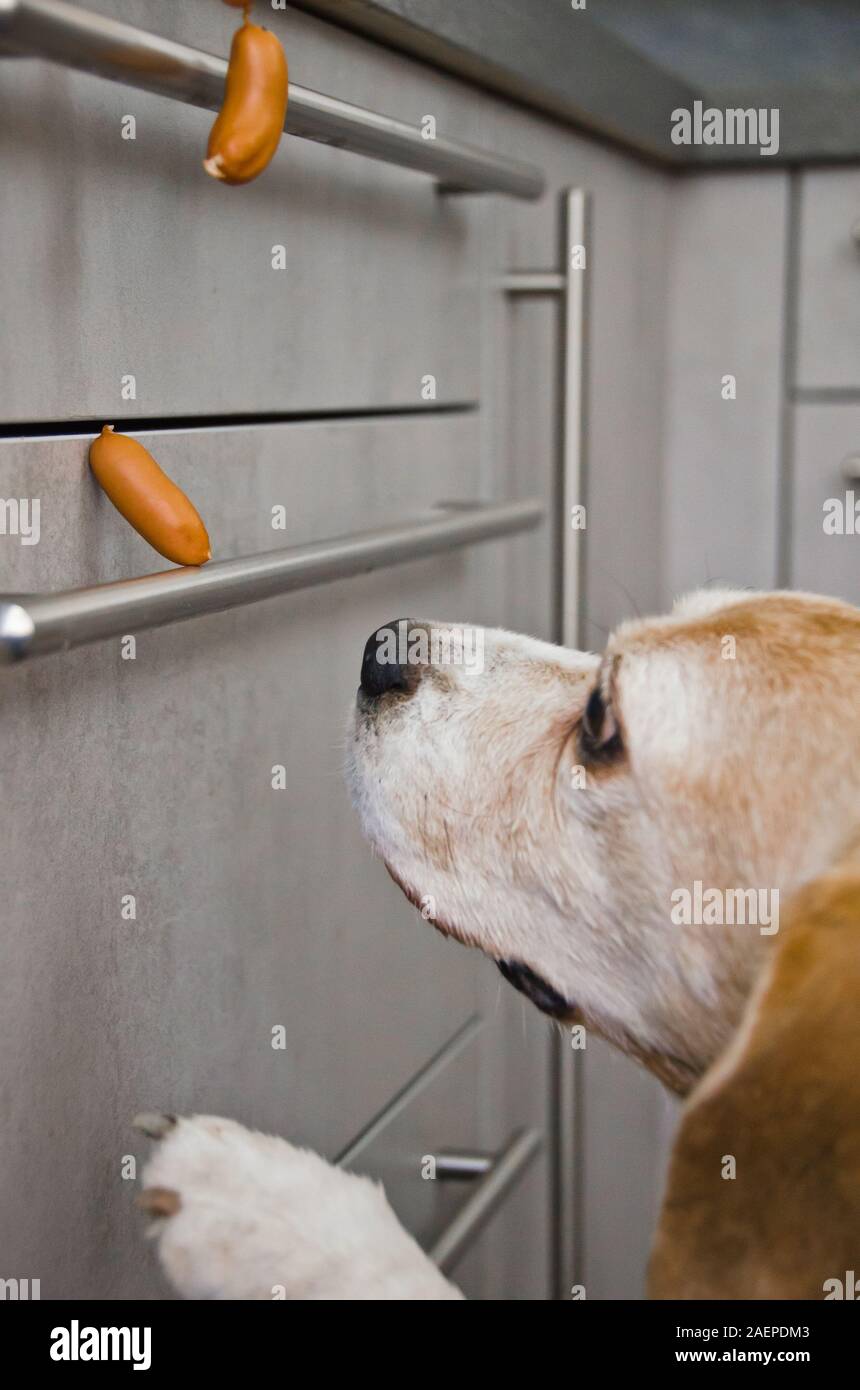A naughty Beagle, a dog, steals sausages Stock Photo - Alamy