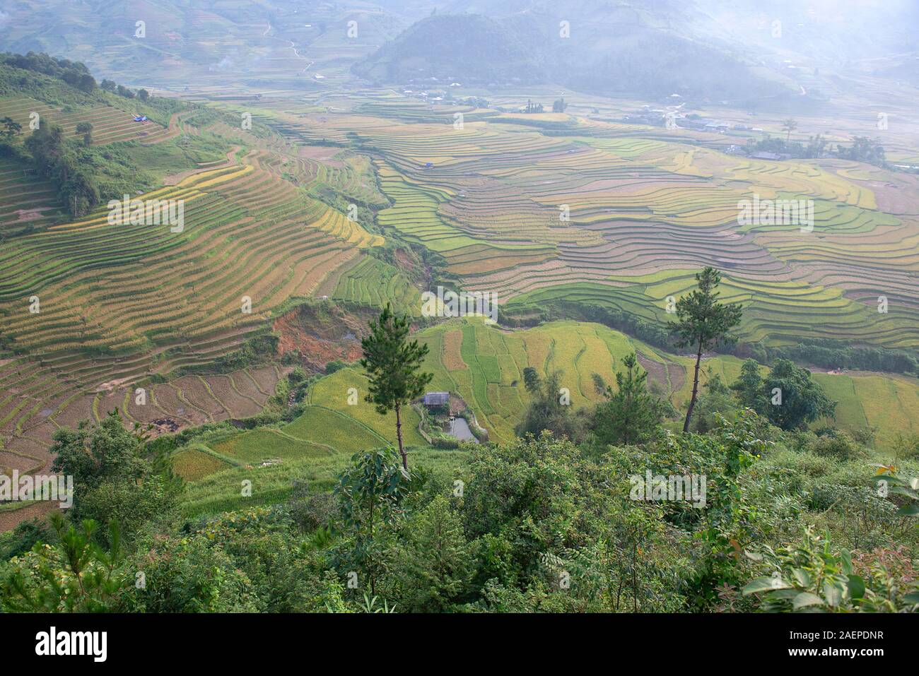 Green, brown, yellow and golden rice terrace fields of Tu Le valley ...