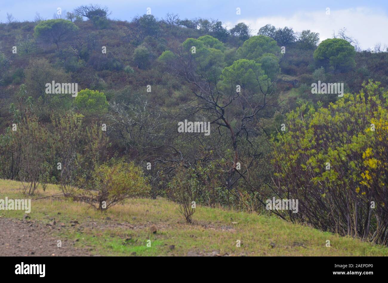 Dry sclerophyll forests hi-res stock photography and images - Alamy