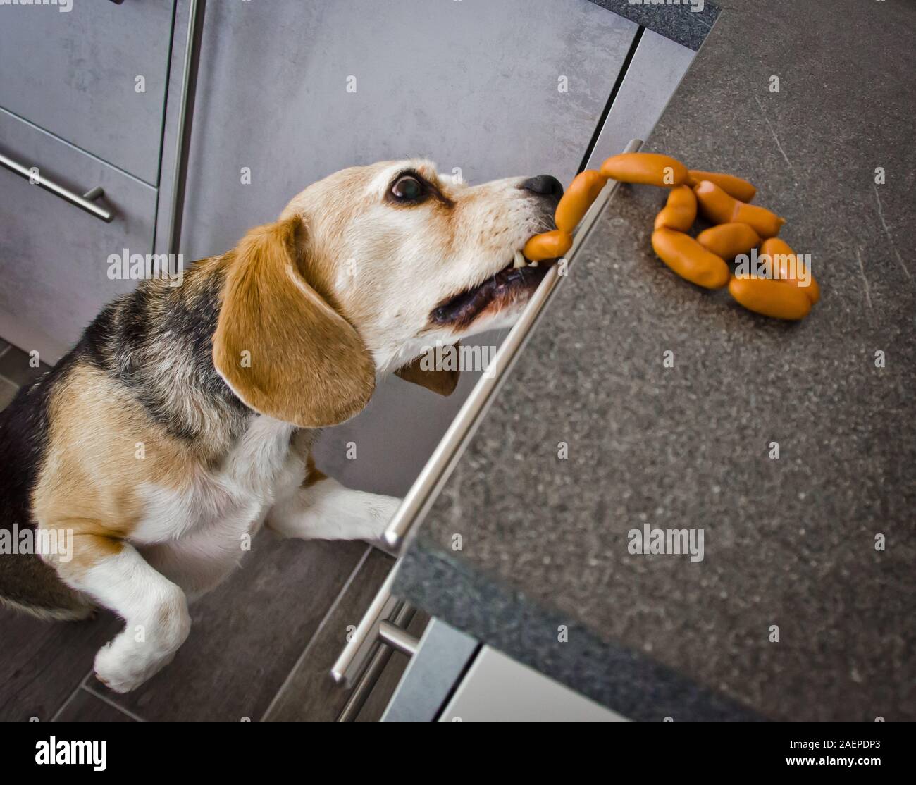 Dog Stealing Food Stock Photos & Dog Stealing Food Stock Images - Alamy
