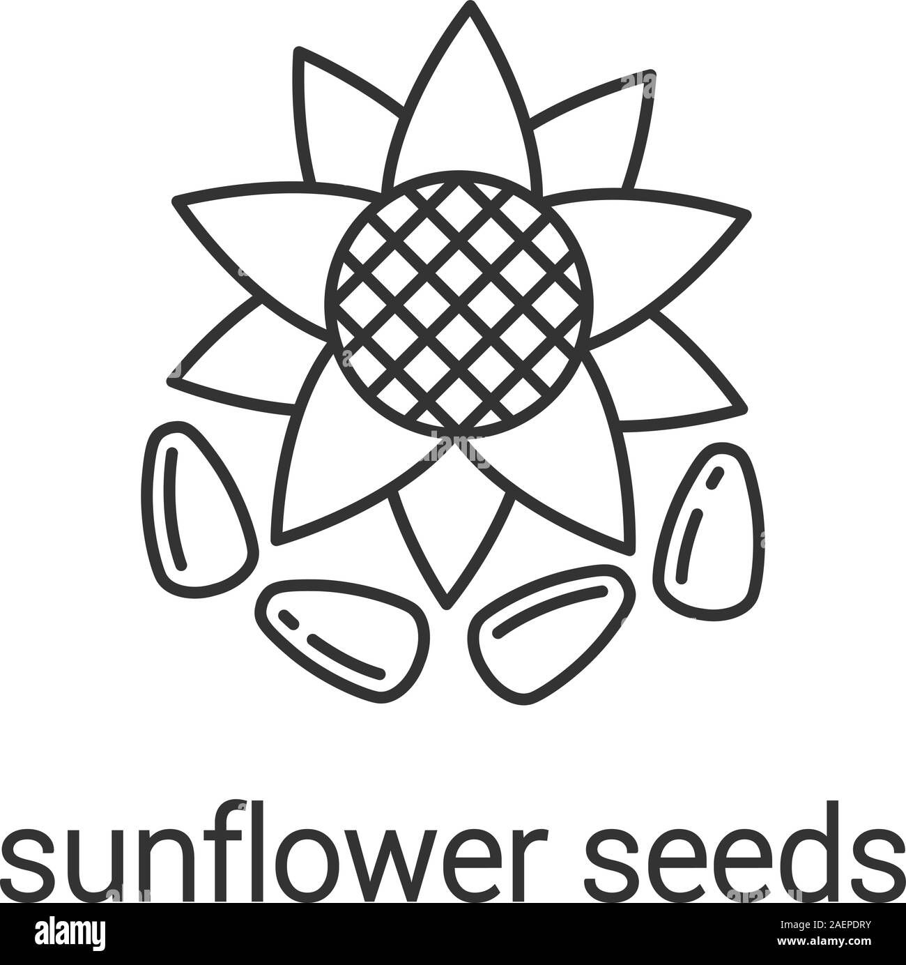 Sunflower Seed Drawing
