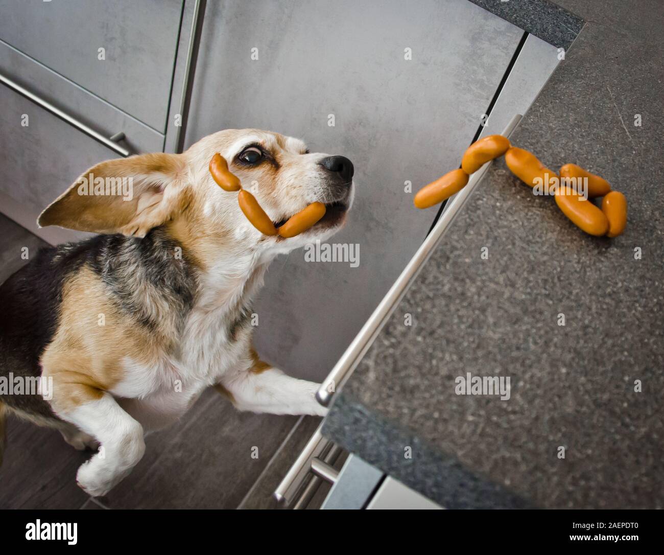 A naughty Beagle, a dog, steals sausages Stock Photo - Alamy