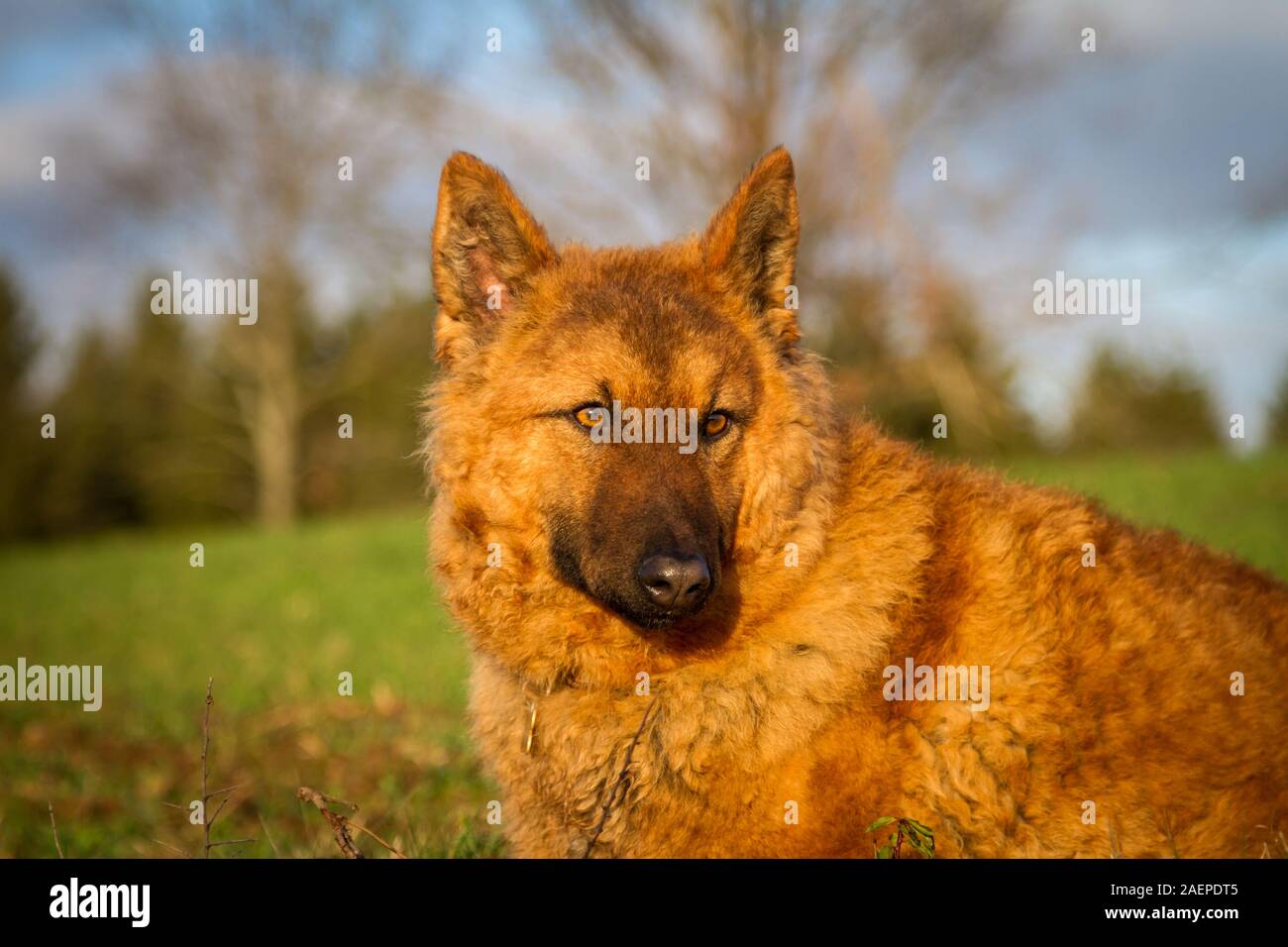 German cattle dog hi-res stock photography and images - Alamy