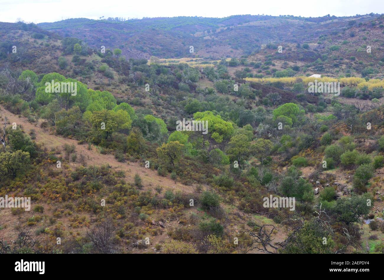 Plant of mediterranean woodlands and shrublands hi-res stock ...