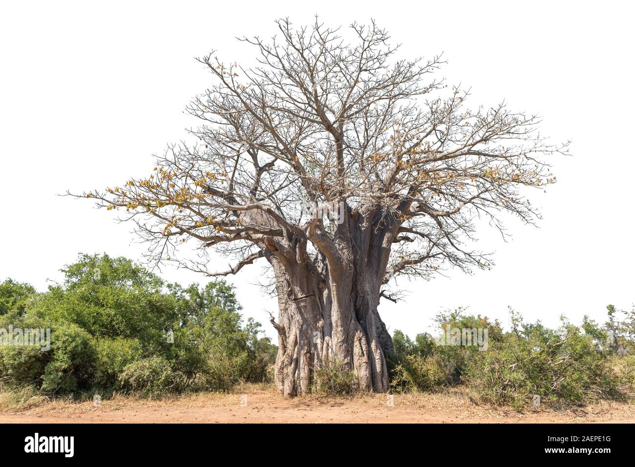 A baobab tree, Adansonia digitata, also called upside-down tree ...