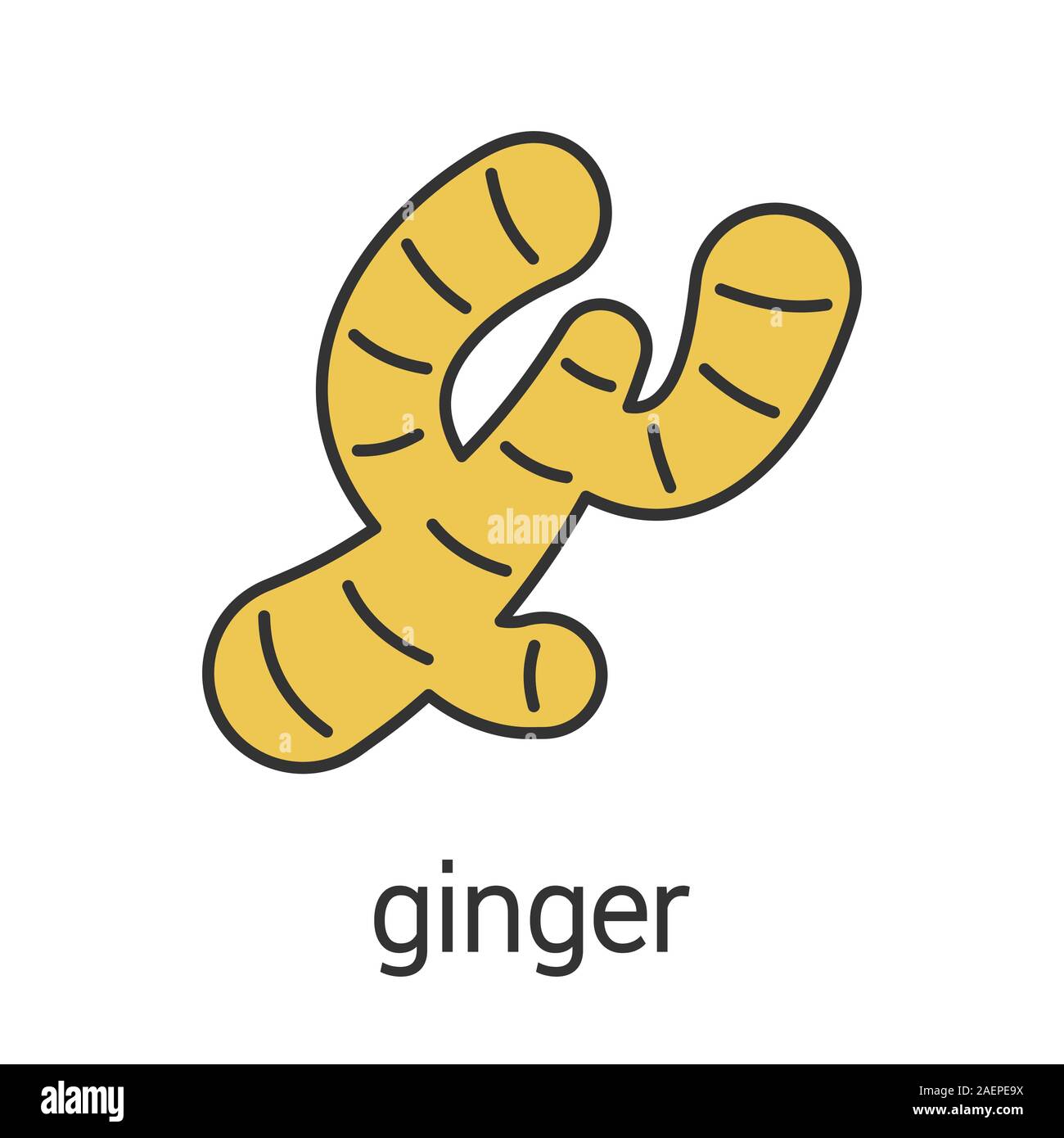 Ginger root color icon. Isolated vector illustration Stock Vector Image ...