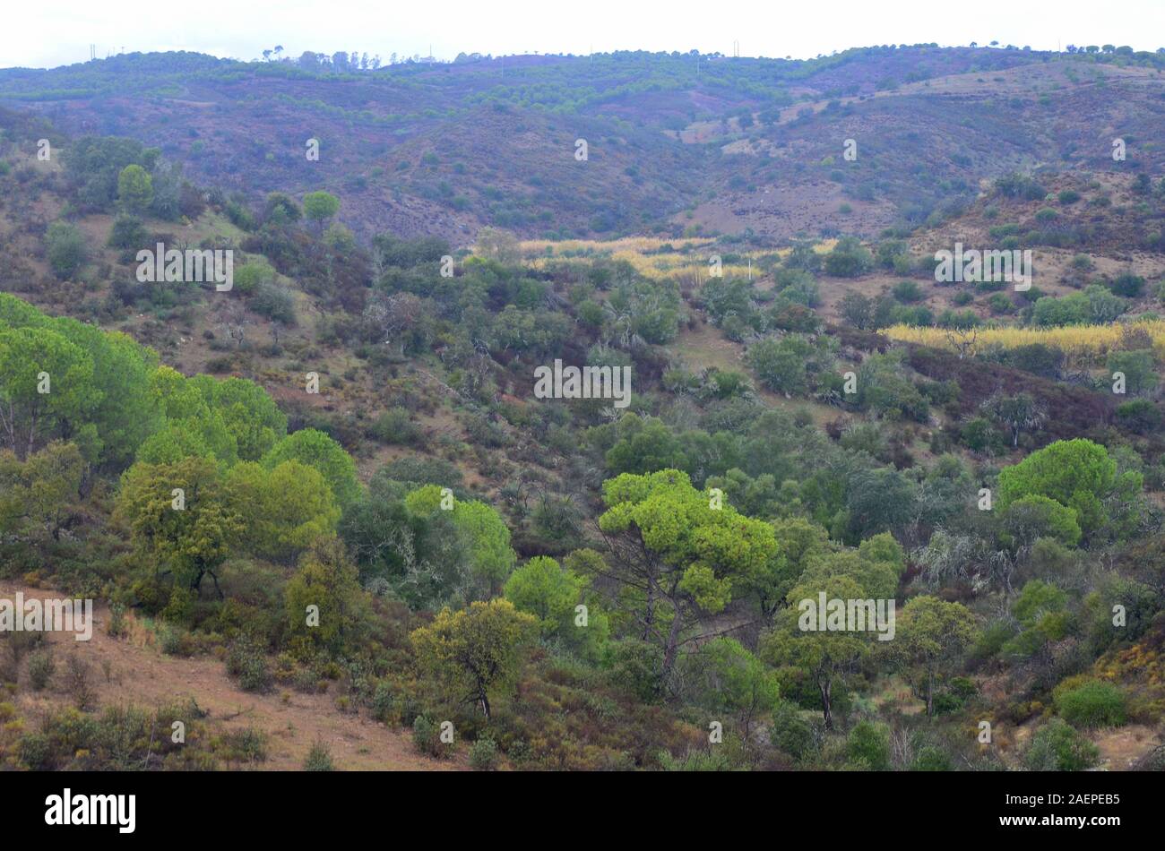 Plant of mediterranean woodlands and shrublands hi-res stock ...