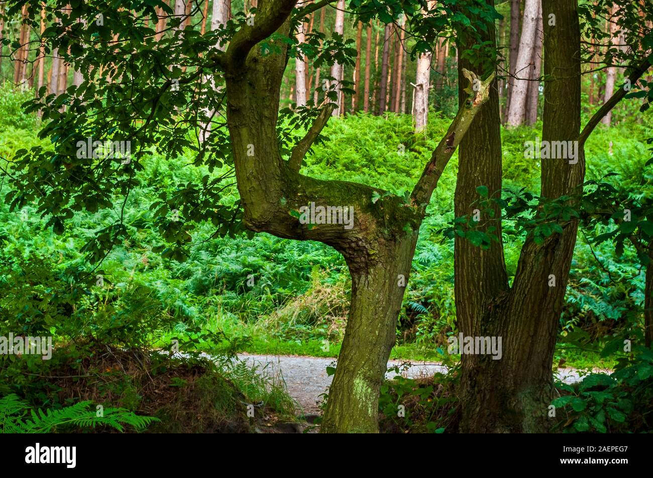 Bent oak tree in Delamere Forest, Cheshire with evergreen plantation ...