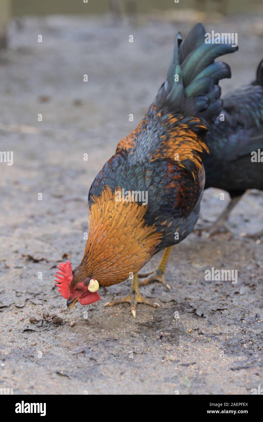 Black cockerel hi-res stock photography and images - Alamy