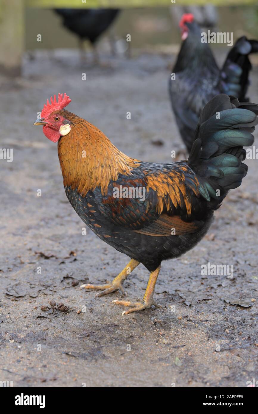 Black Copper Maran Chicken and Cockerel Stock Photo - Alamy