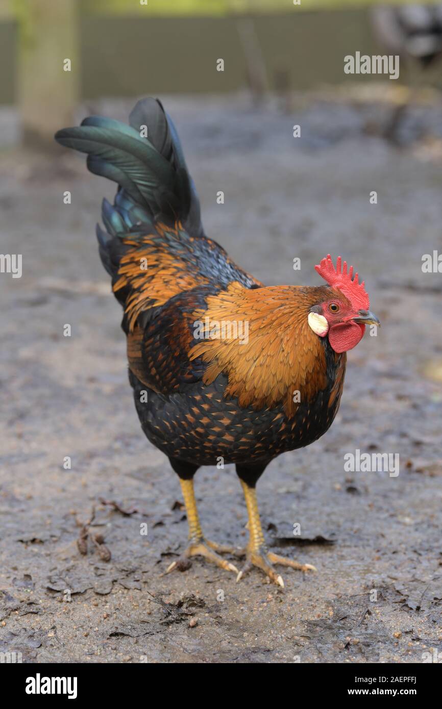 Black Copper Maran Chicken and Cockerel Stock Photo - Alamy