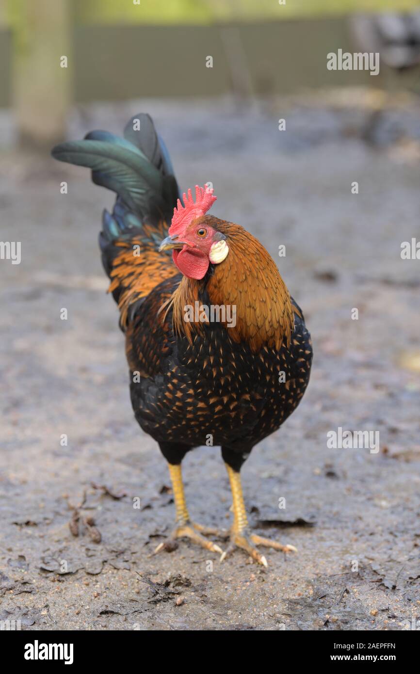 Black Copper Maran Chicken and Cockerel Stock Photo - Alamy