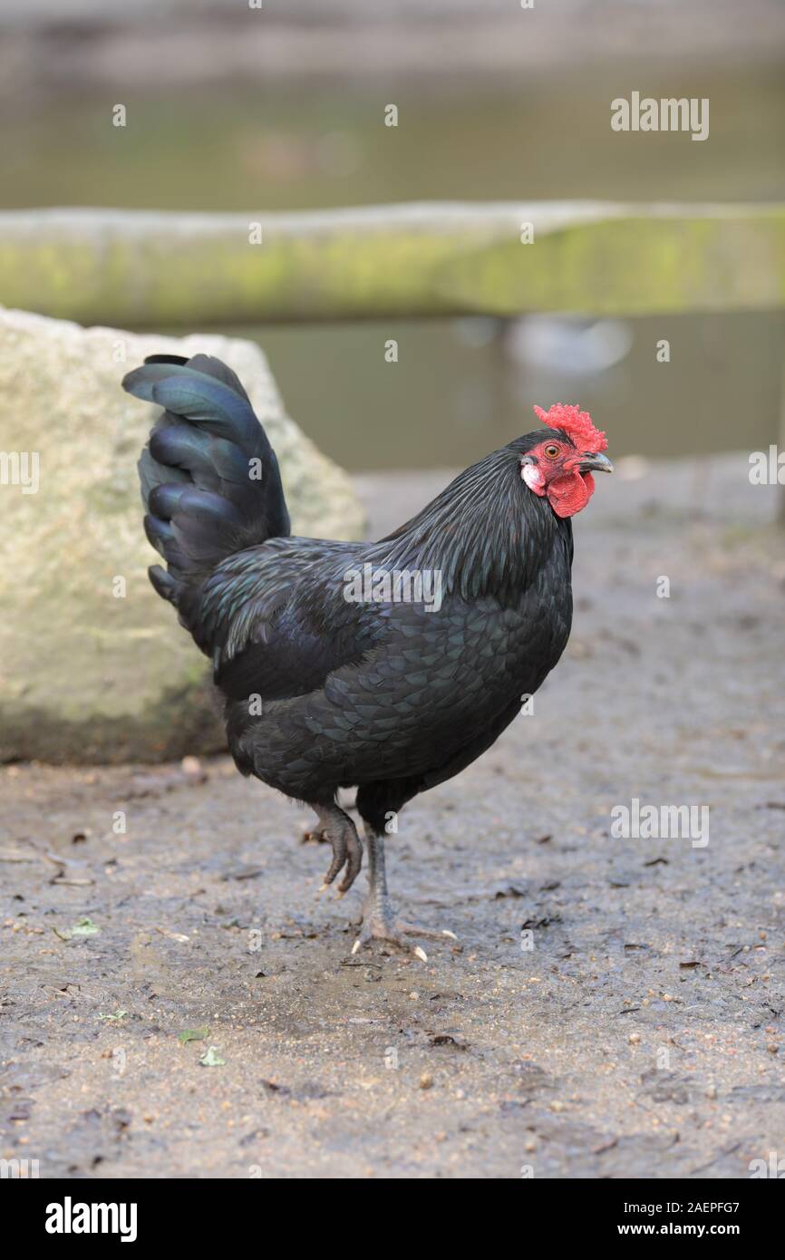 Black Copper Maran Chicken and Cockerel Stock Photo - Alamy
