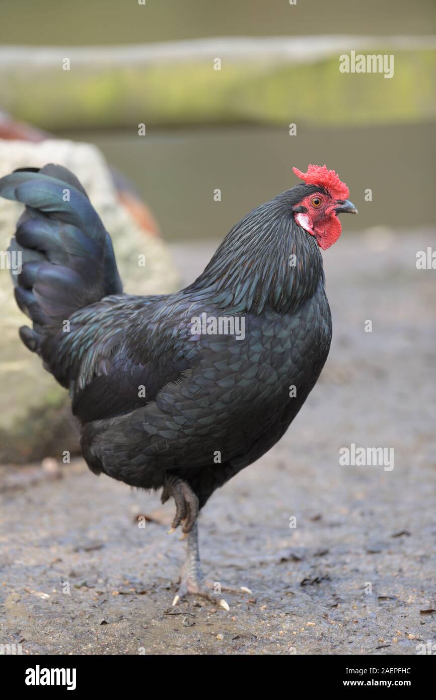 Black Copper Maran Chicken and Cockerel Stock Photo - Alamy