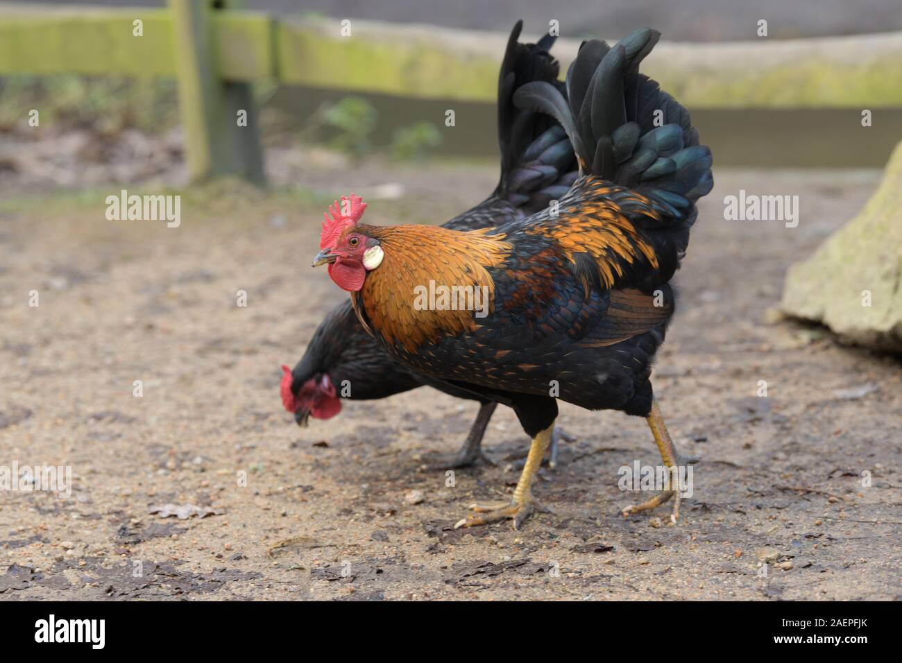 Black Copper Maran Chicken and Cockerel Stock Photo - Alamy