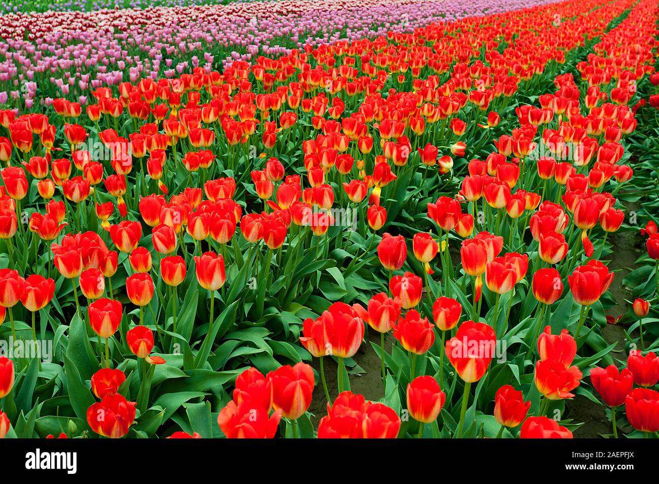 Agricultural field of rows of blooming spring tulip fields Stock Photo ...