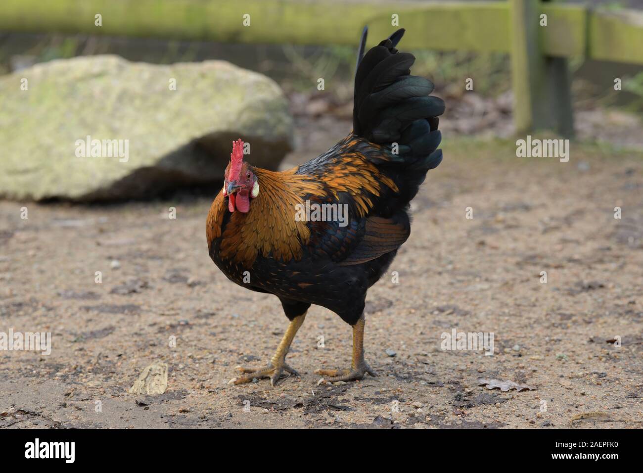 Black Copper Maran Chicken and Cockerel Stock Photo - Alamy