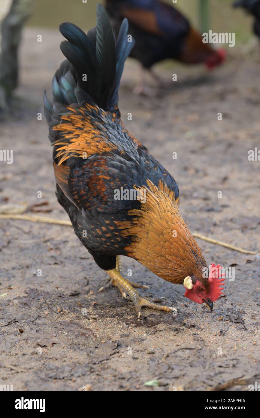 Black Copper Maran Chicken and Cockerel Stock Photo - Alamy