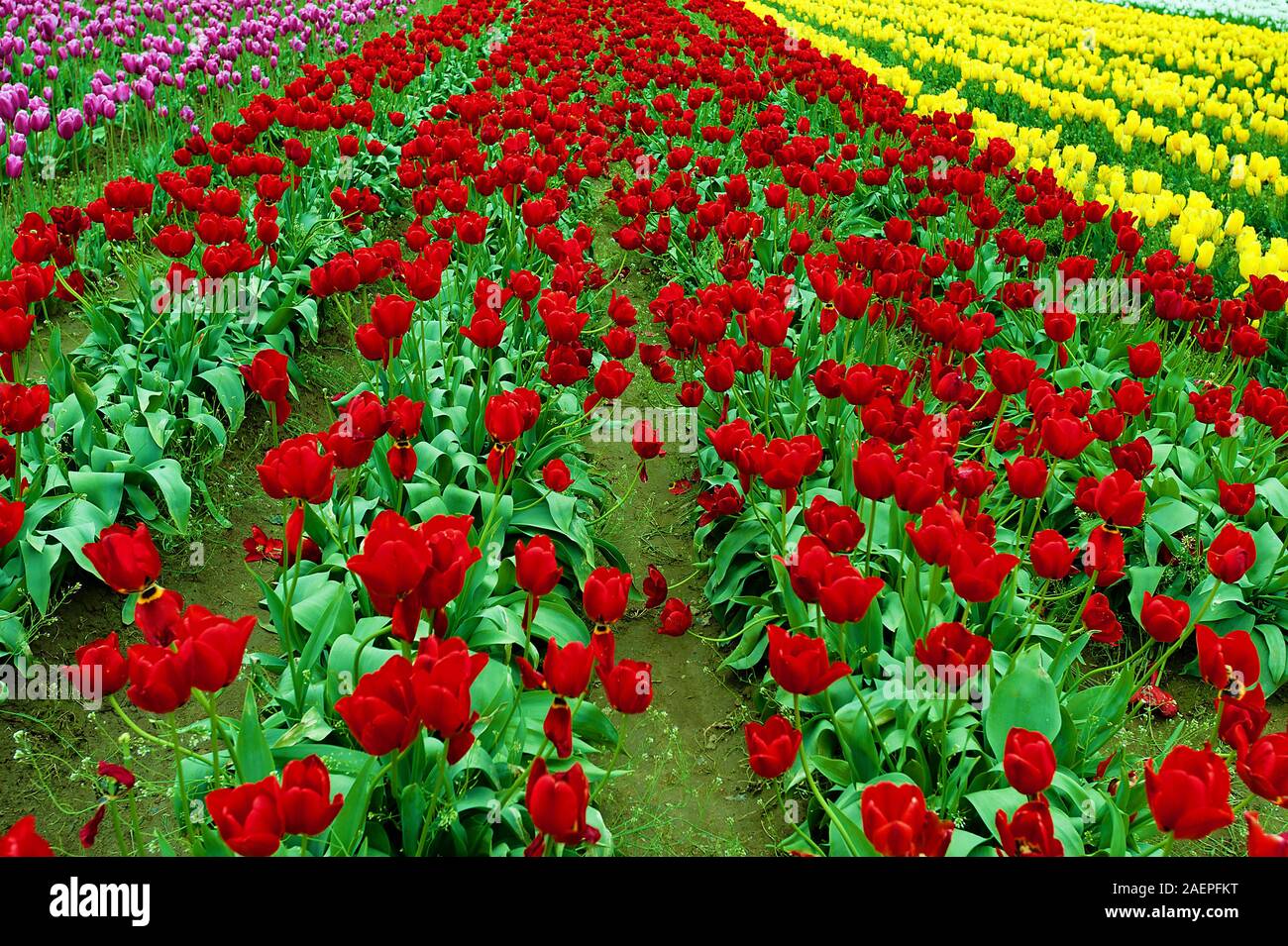 Agricultural field of rows of blooming spring tulip fields Stock Photo ...