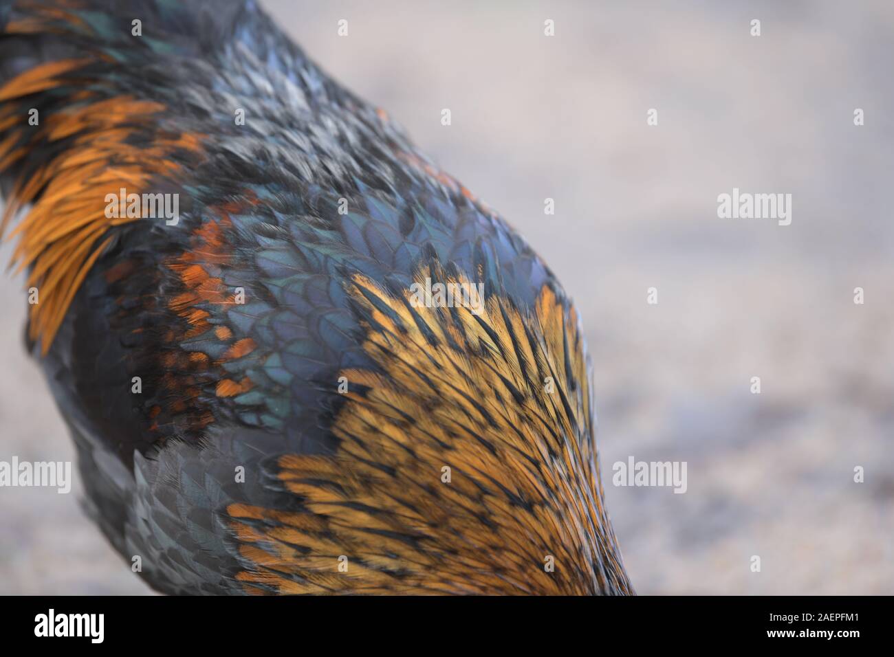 Black Copper Maran Chicken and Cockerel Stock Photo - Alamy